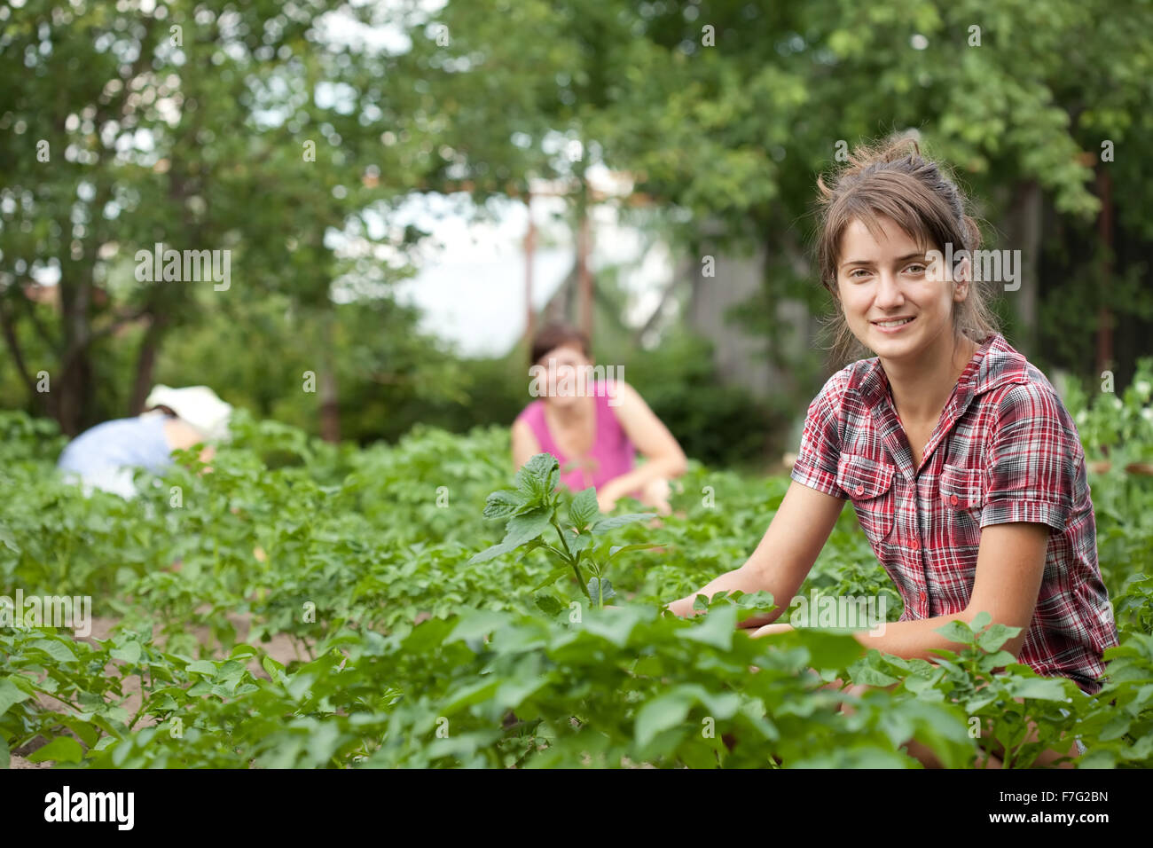 Farmer hoeing potato field hi-res stock photography and images - Alamy