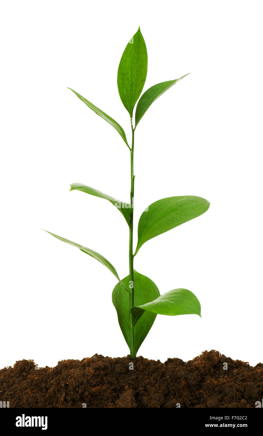 Seedlings illustrating the concept of new life Stock Photo - Alamy