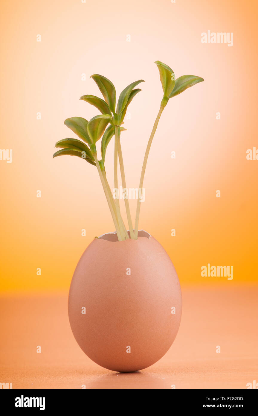 Eggs with green seedling in new life concept Stock Photo - Alamy