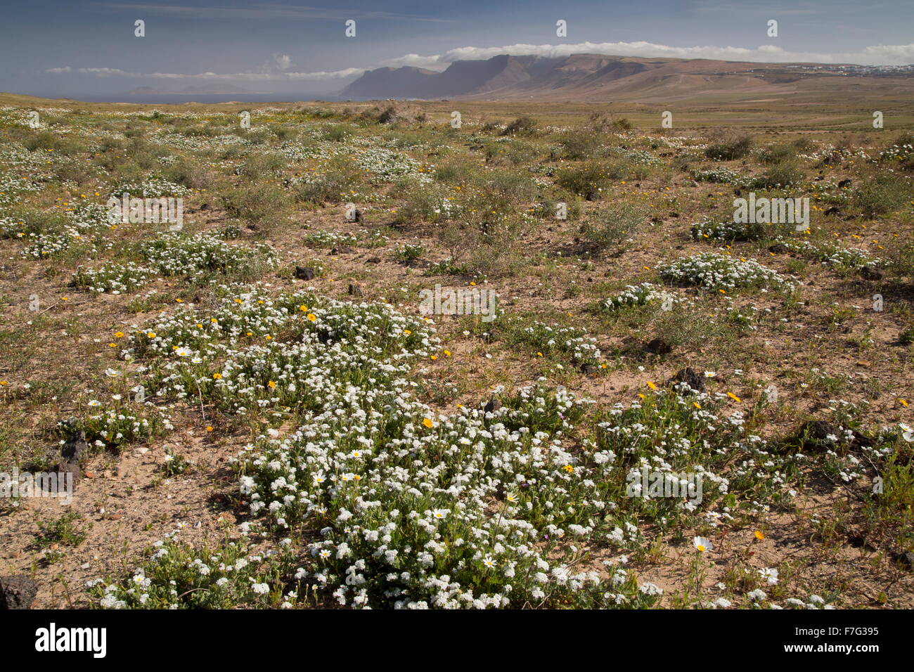 The El Jable plain in central Lanzarote, with Wavy heliotrope in ...