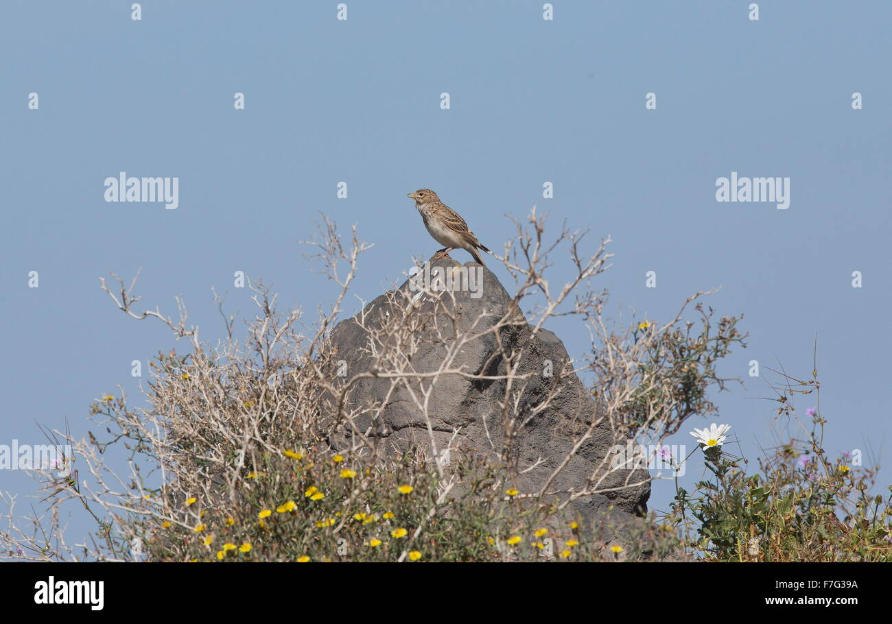 Lesser short-toed lark, Calandrella rufescens singing on rock ...