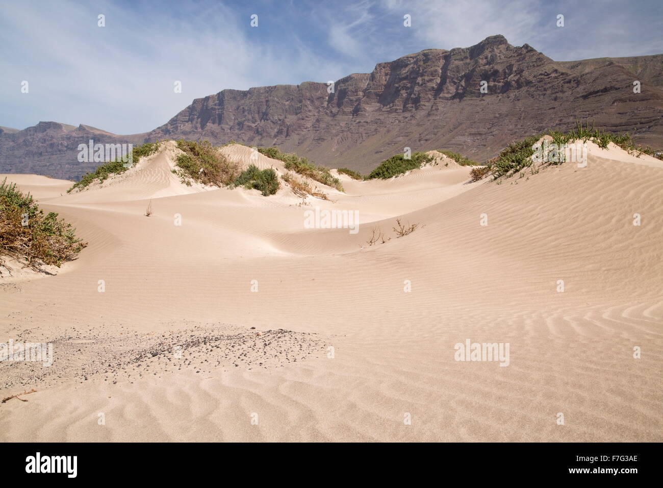 Vegetated sand-dunes at Famara, Playa de Famara, west coast of ...