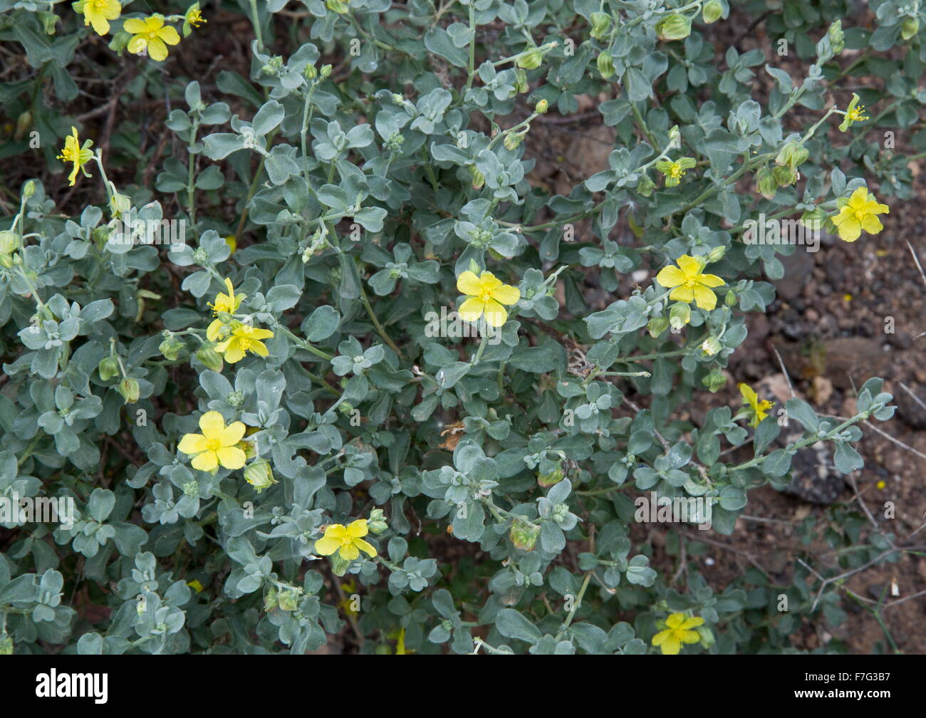 Canary rock-rose, Helianthemum canariense in flower on volcanic rock ...