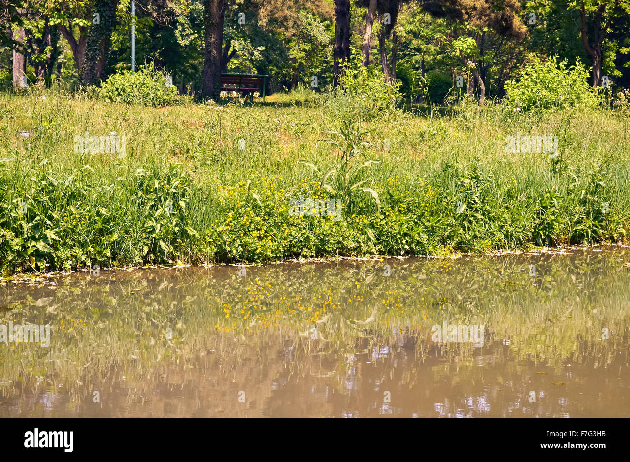 Muddy trees hi-res stock photography and images - Alamy