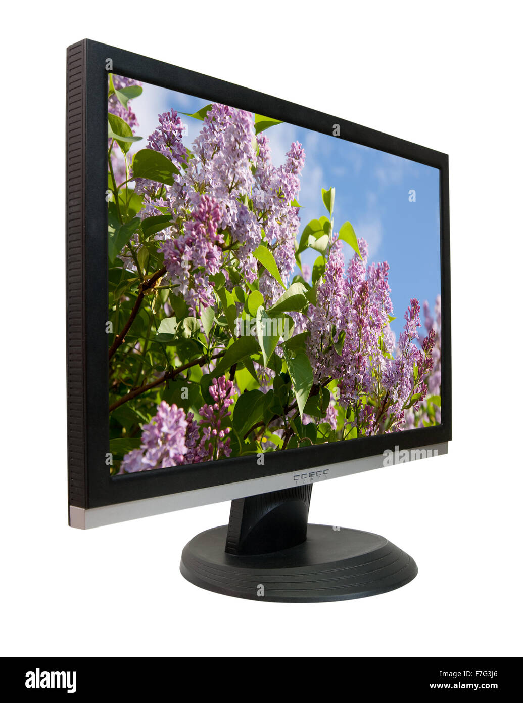 Lcd monitor with lilac. Isolated on white background with clipping path ...