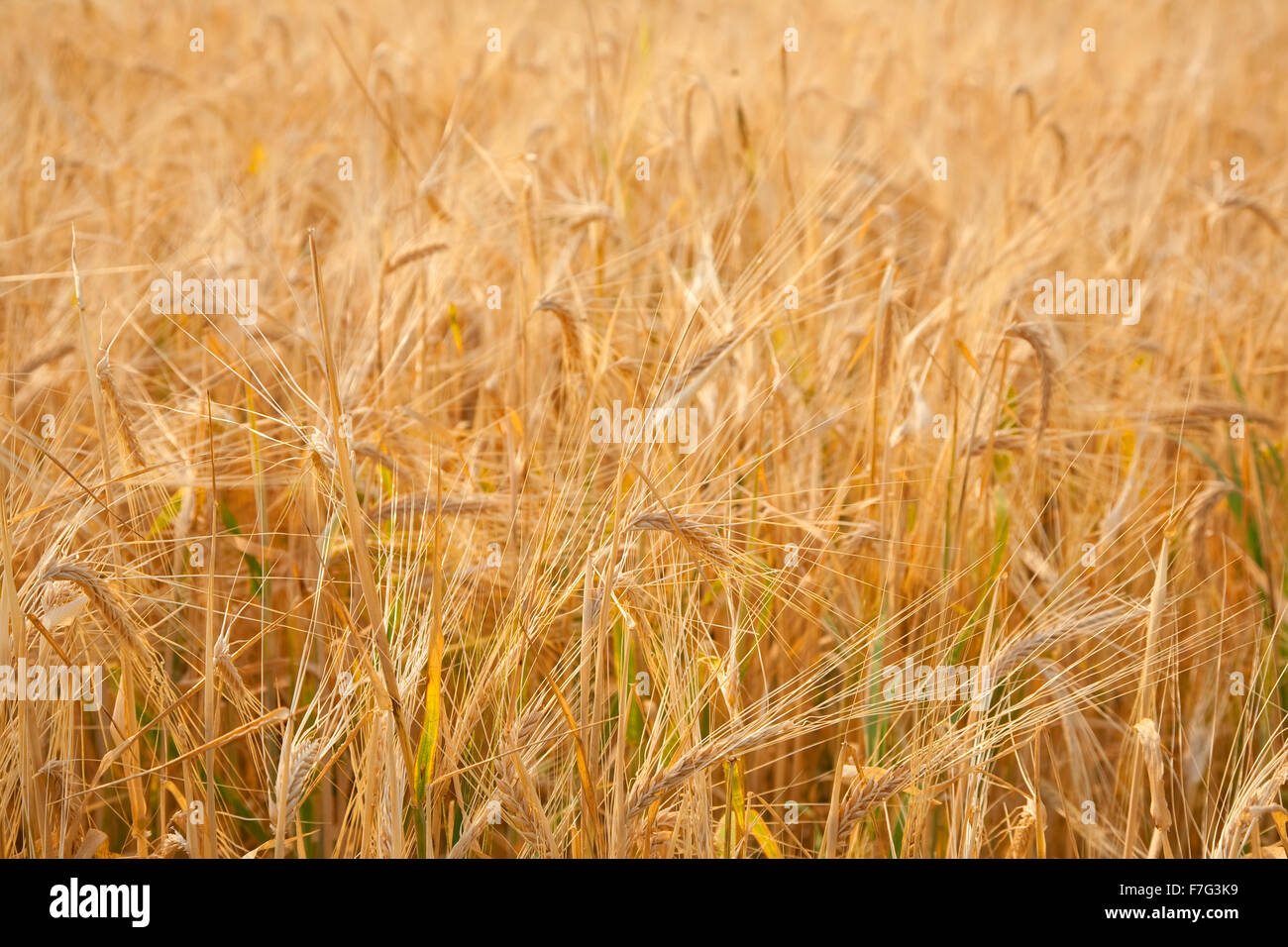 Background of golden rye ears in field Stock Photo - Alamy