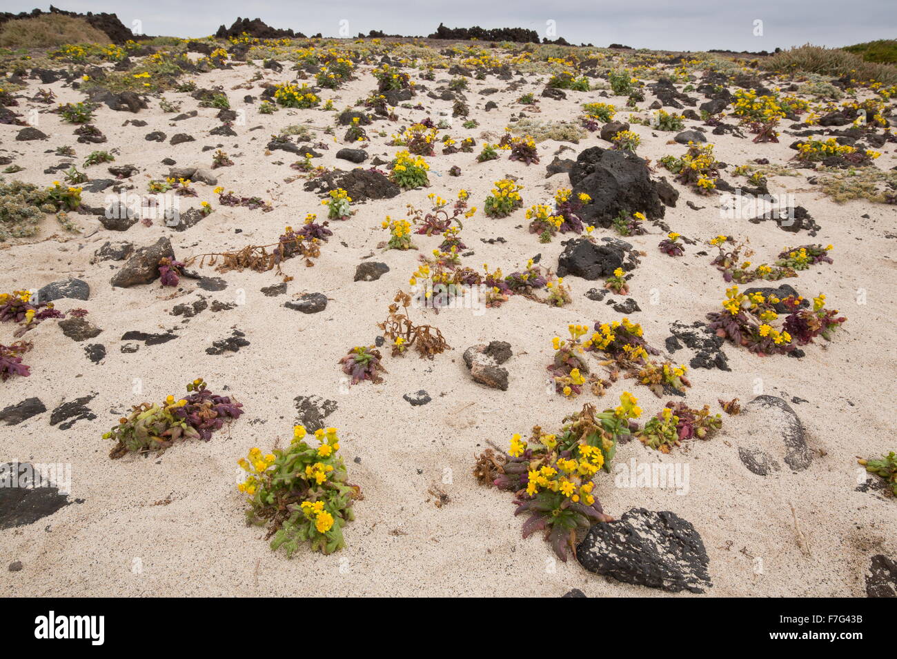 Groundsel variety hi-res stock photography and images - Alamy