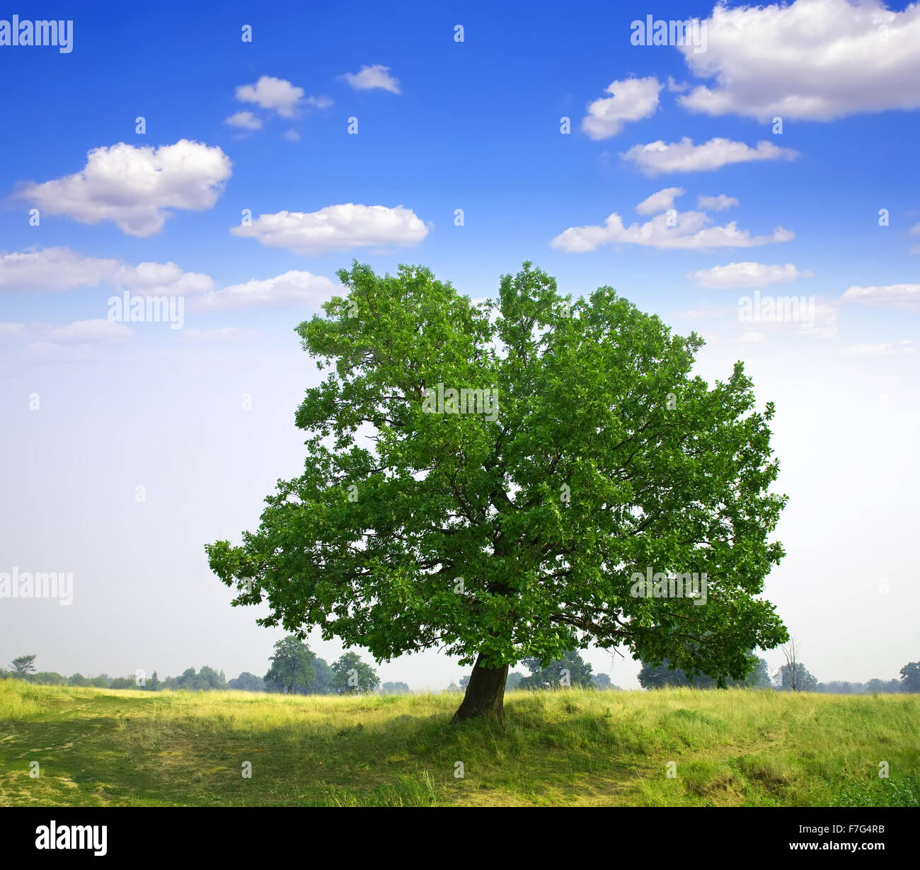 Summer landscape with oak tree under cloudy sky Stock Photo - Alamy