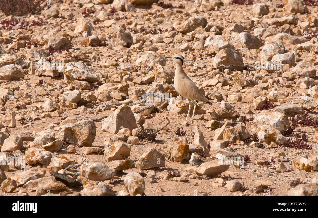 Cream-coloured courser, Cursorius cursor, in stony ground on the ...