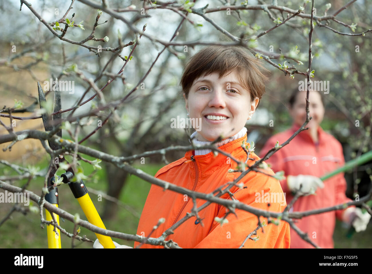 Two women pruning fruits tree in the orchard Stock Photo - Alamy