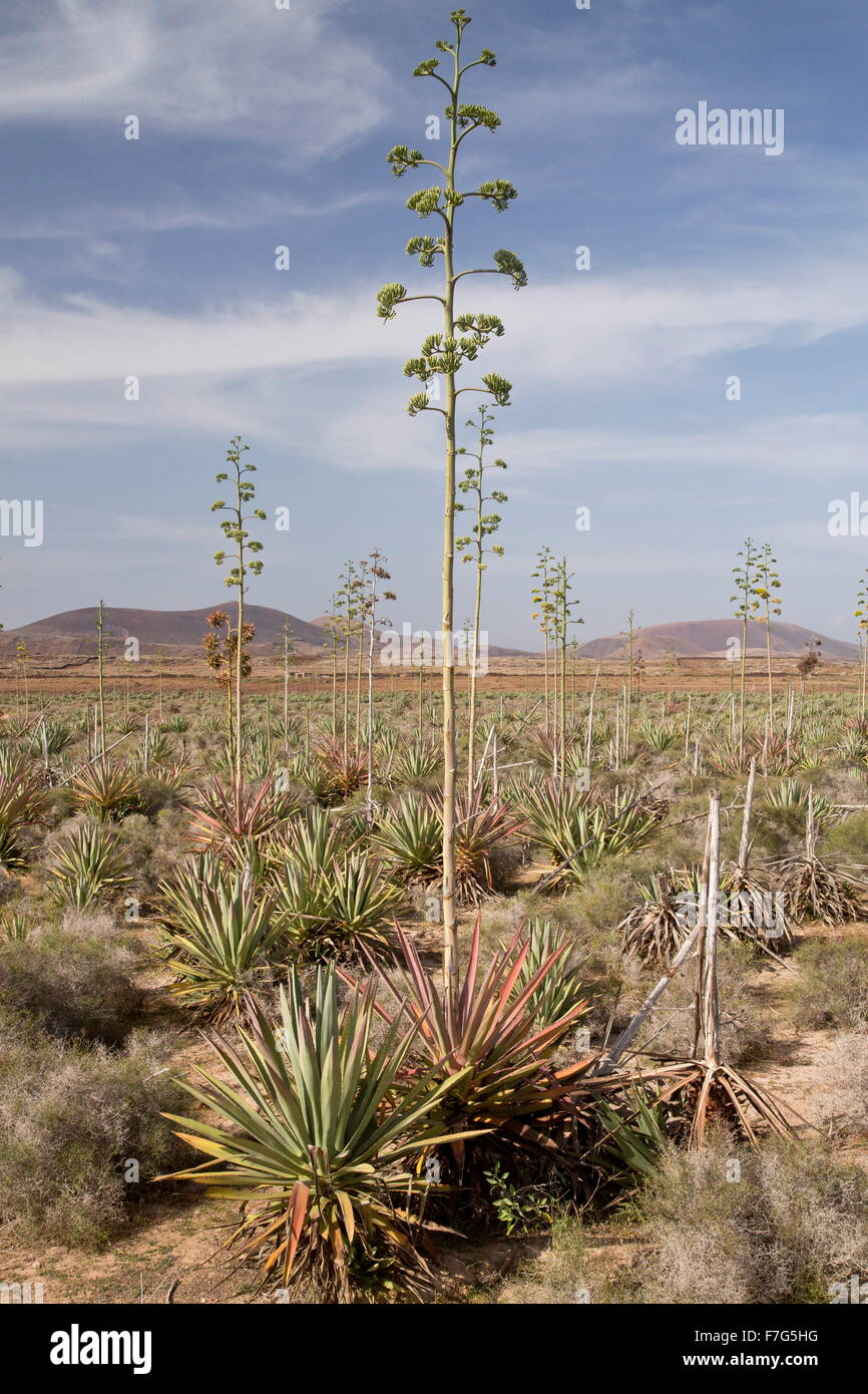 Sisal plantation hi-res stock photography and images - Alamy