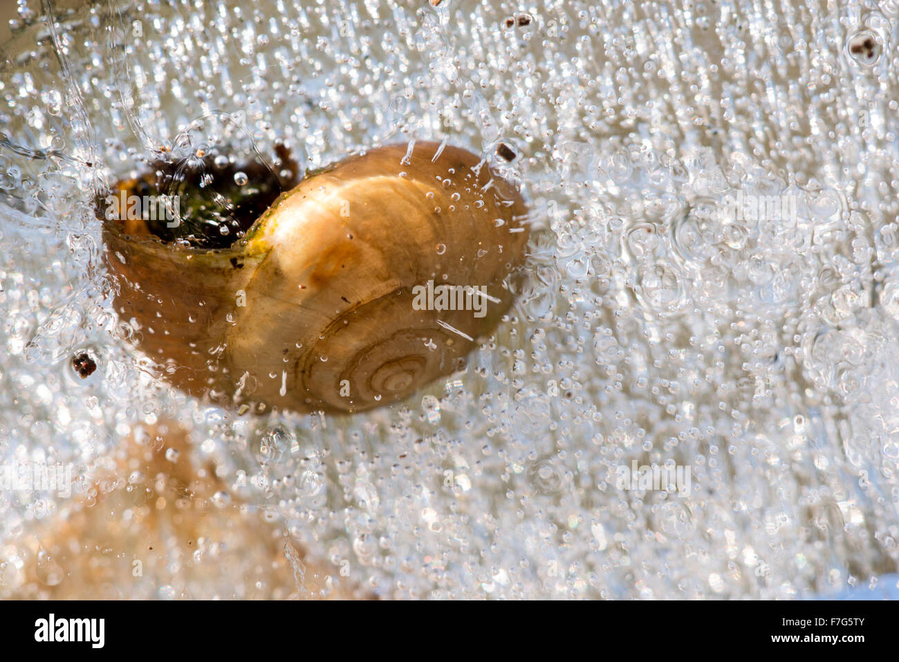 frozen trapped gas bubbles in sheet of ice decomposing organic material ...