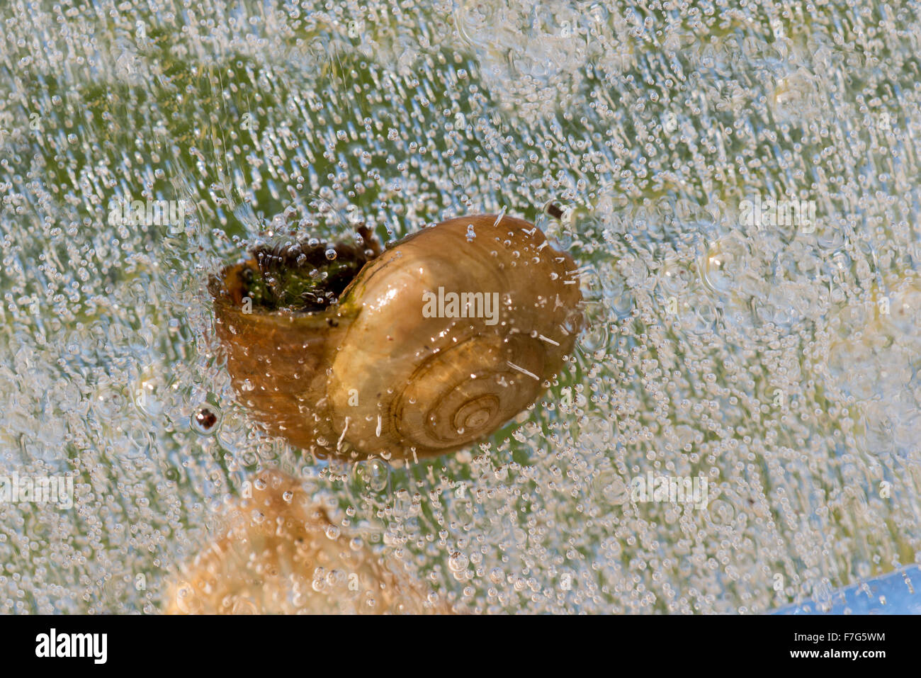 frozen trapped gas bubbles in sheet of ice decomposing organic material ...