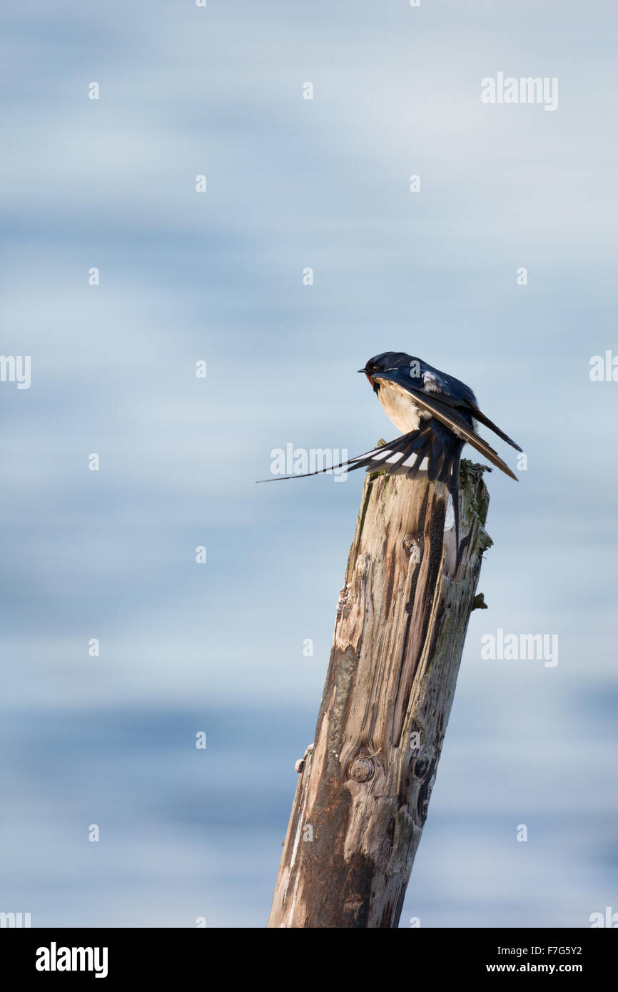 common house Martin on wooden pole in water Stock Photo - Alamy
