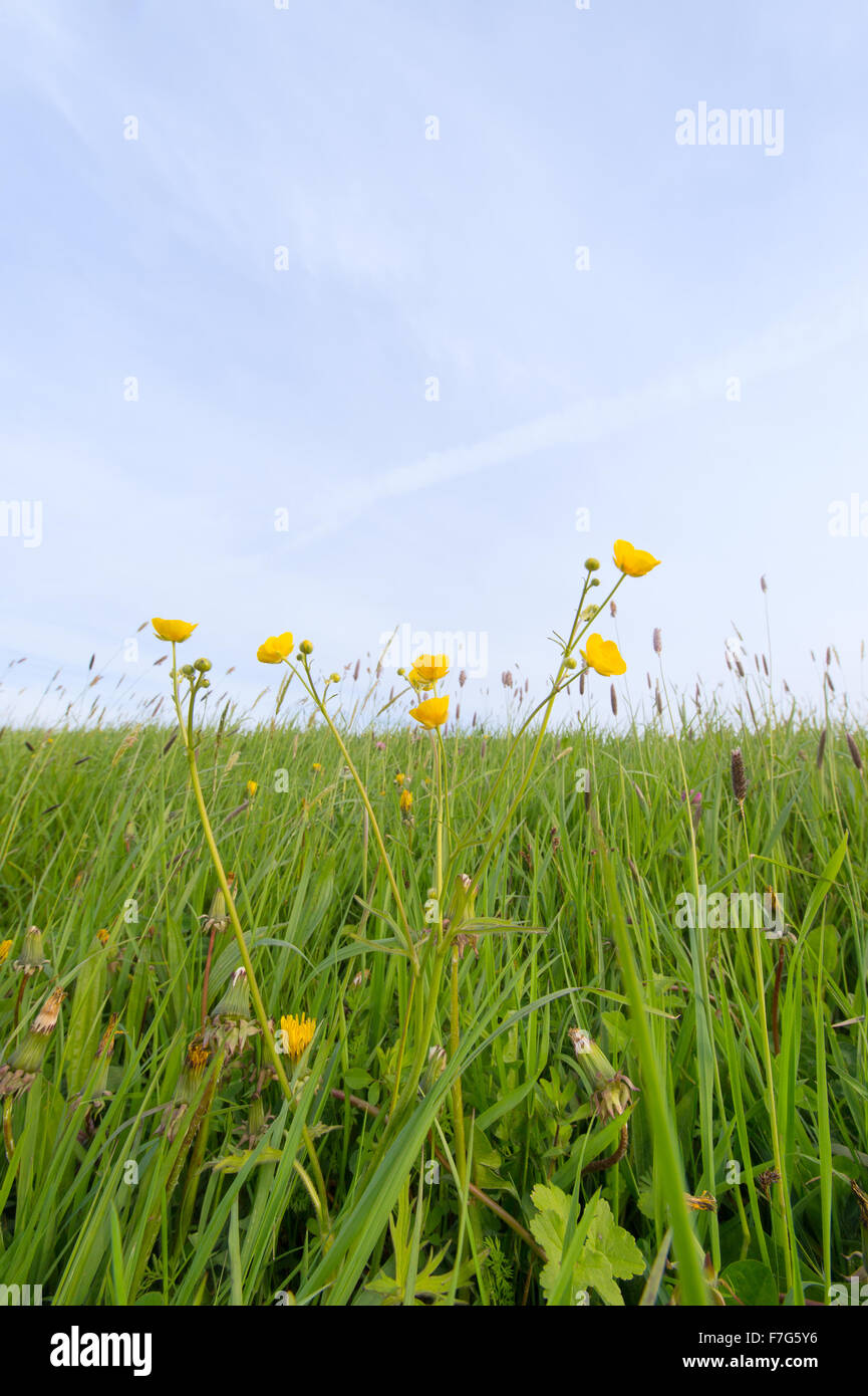 Butter meadow hi-res stock photography and images - Alamy