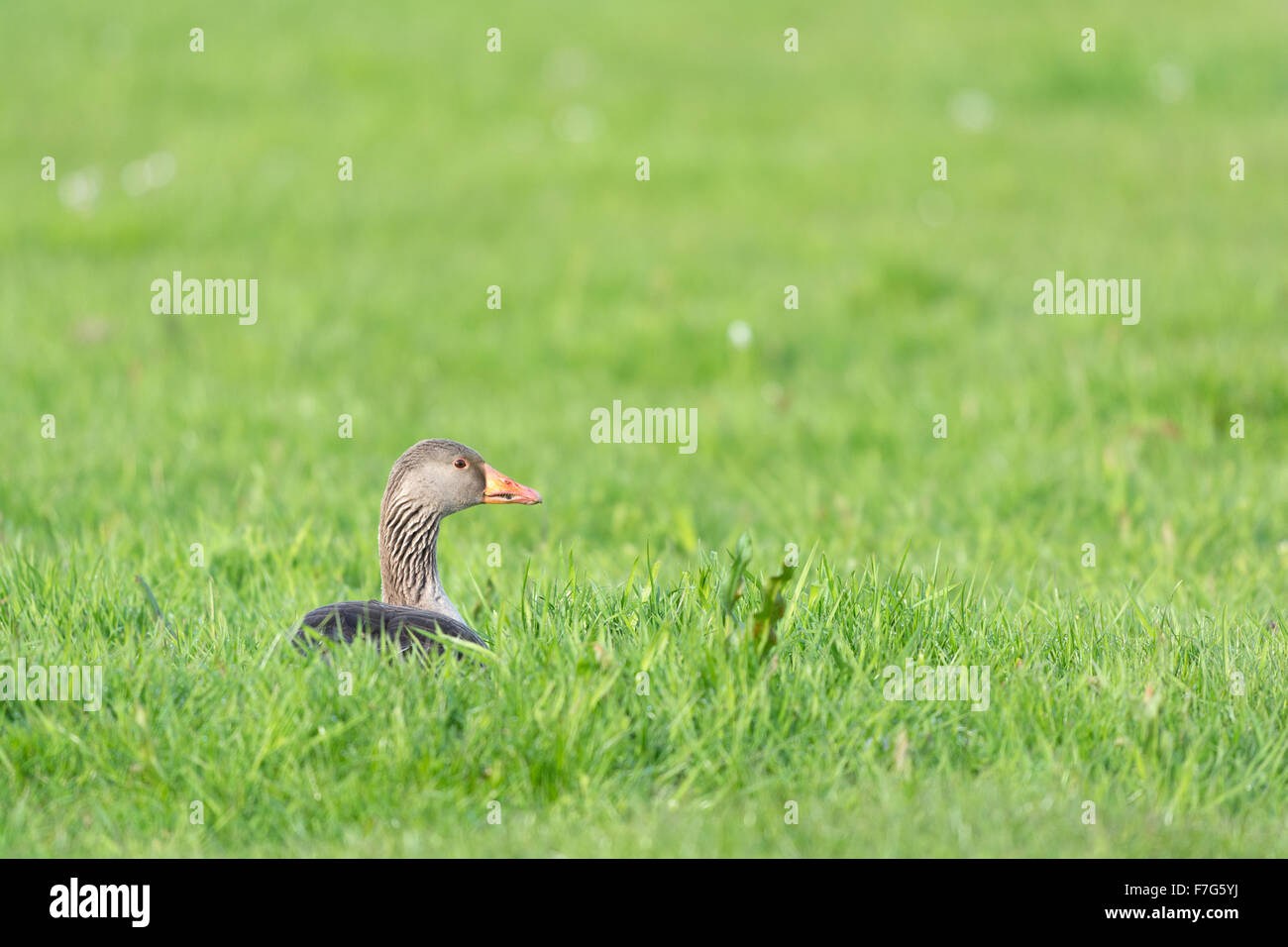 Goos in water hi-res stock photography and images - Alamy