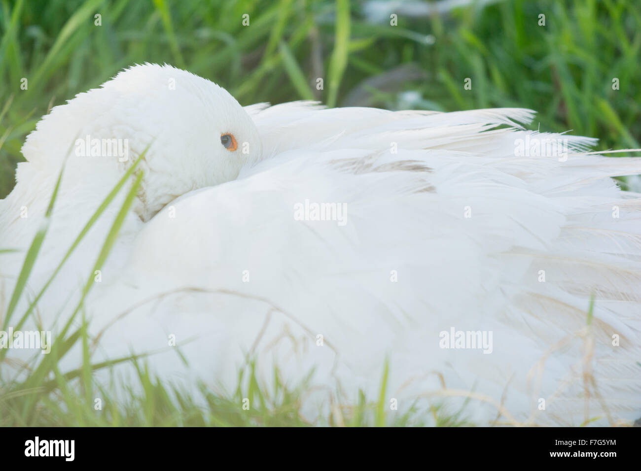 White goose breeding on nest Stock Photo - Alamy