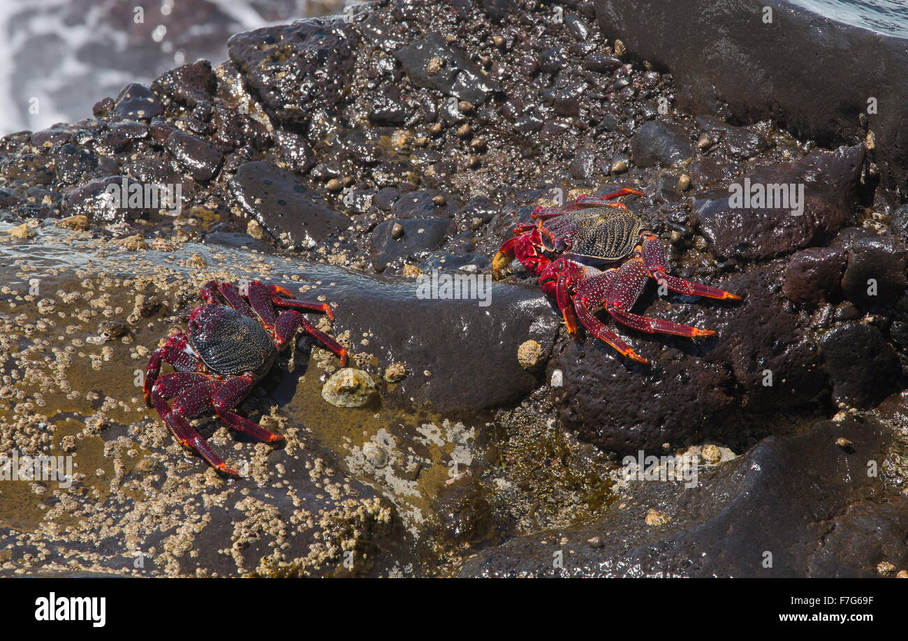 Atlantic Rock Crab, Grapsus adscensionis, on the edge of the ocean ...