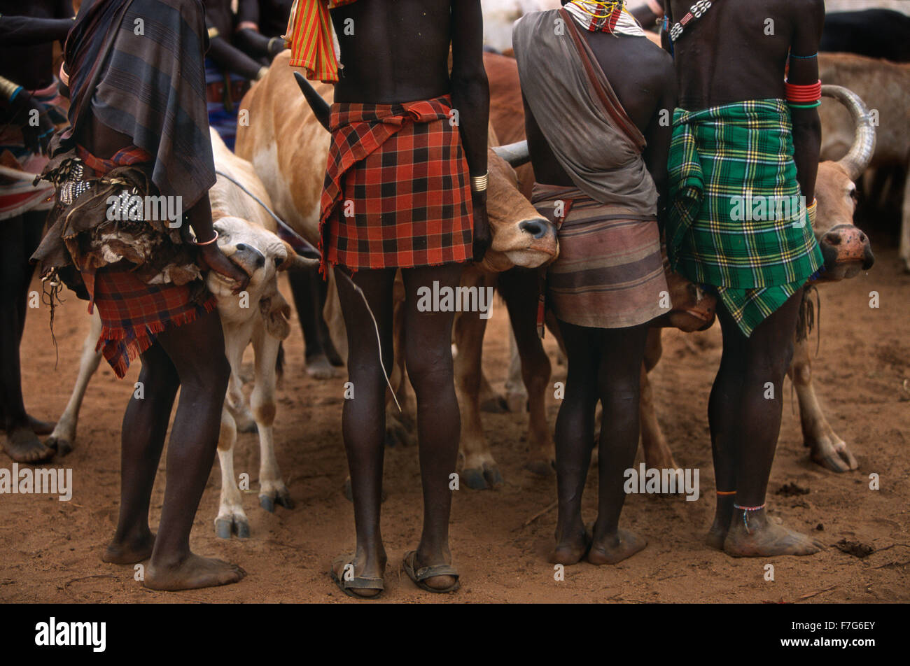 Hamar men hold bullocks still during a bull jump, in South Omo ...