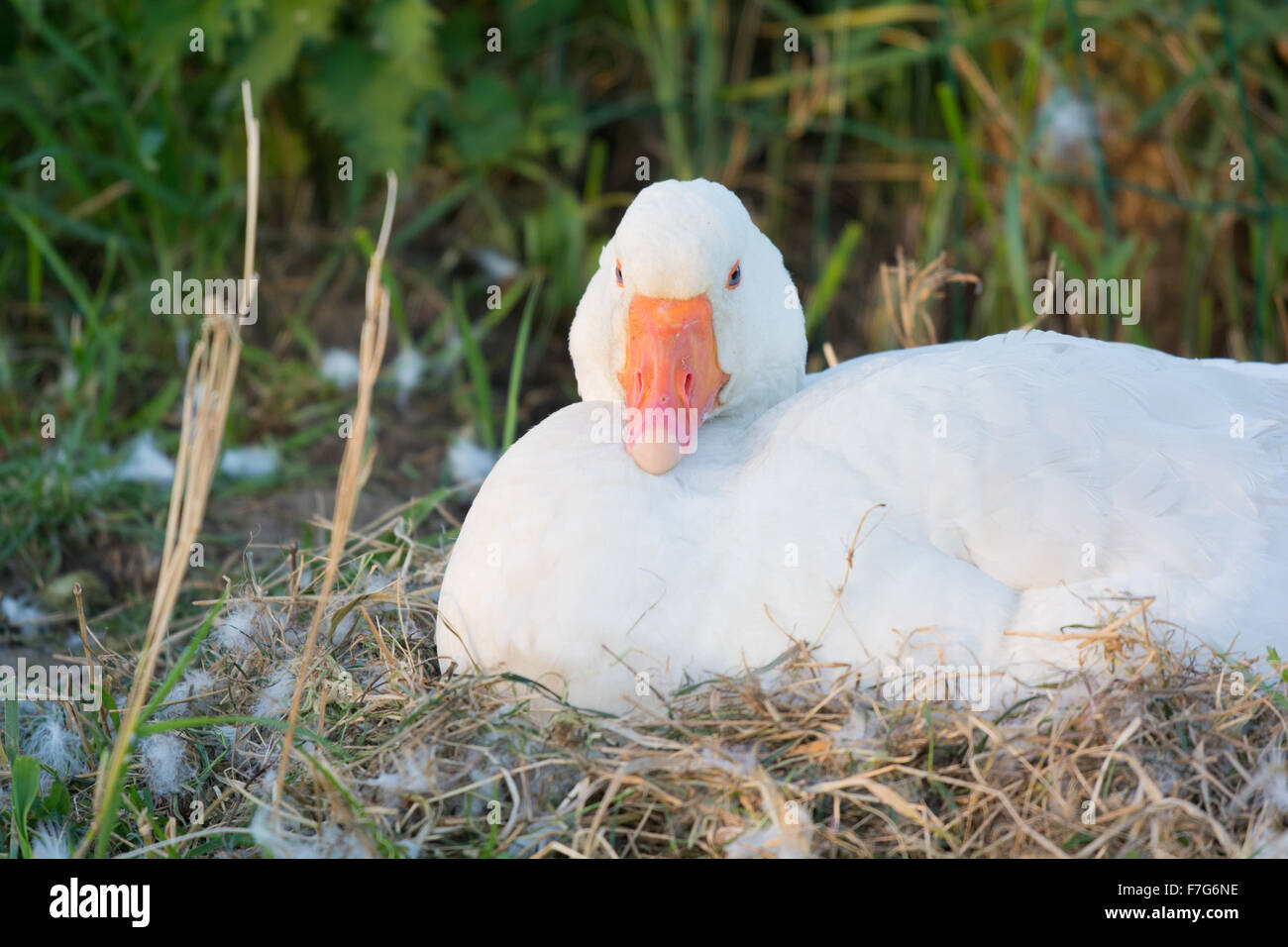 White goose breeding on nest Stock Photo - Alamy