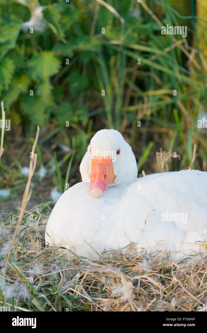 White goose breeding on nest Stock Photo - Alamy