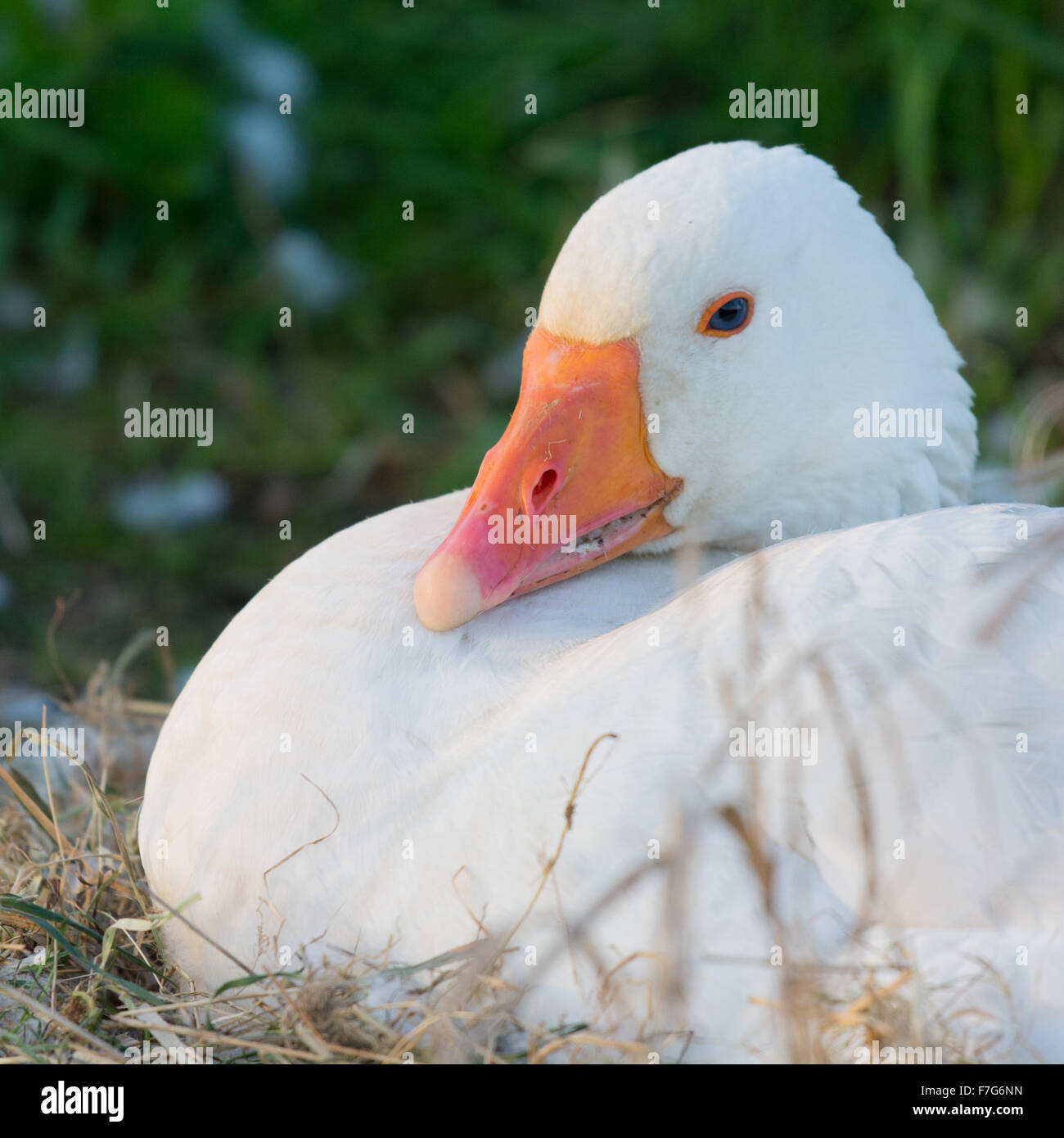 White goose breeding on nest Stock Photo - Alamy