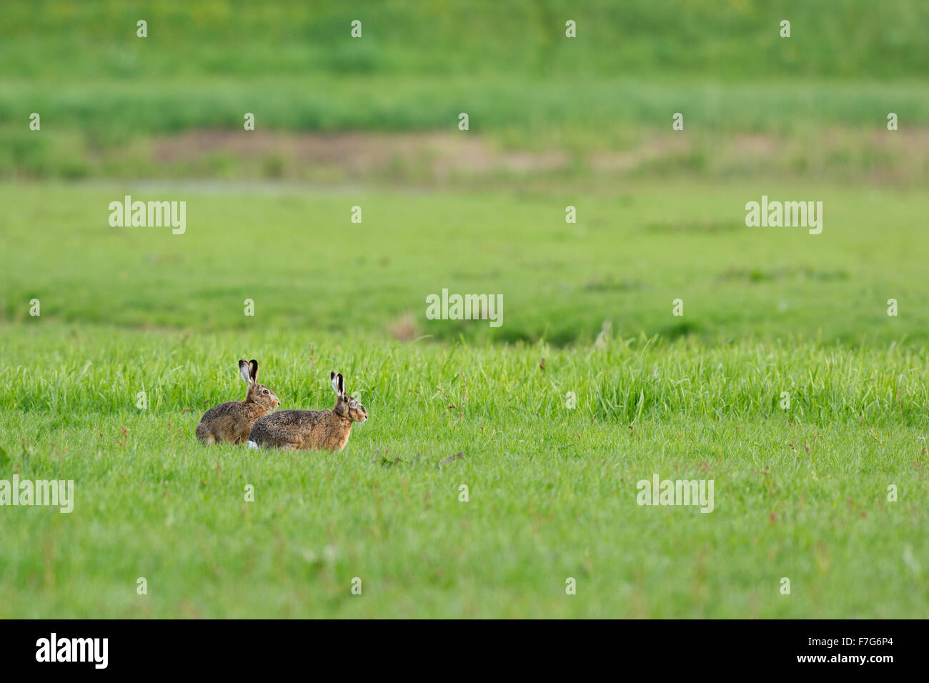 Running hares in the fields Stock Photo - Alamy