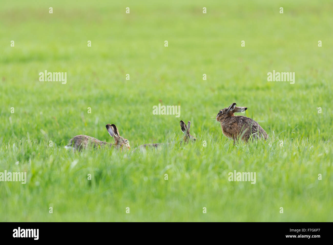 Group hares in spring in the fields Stock Photo - Alamy