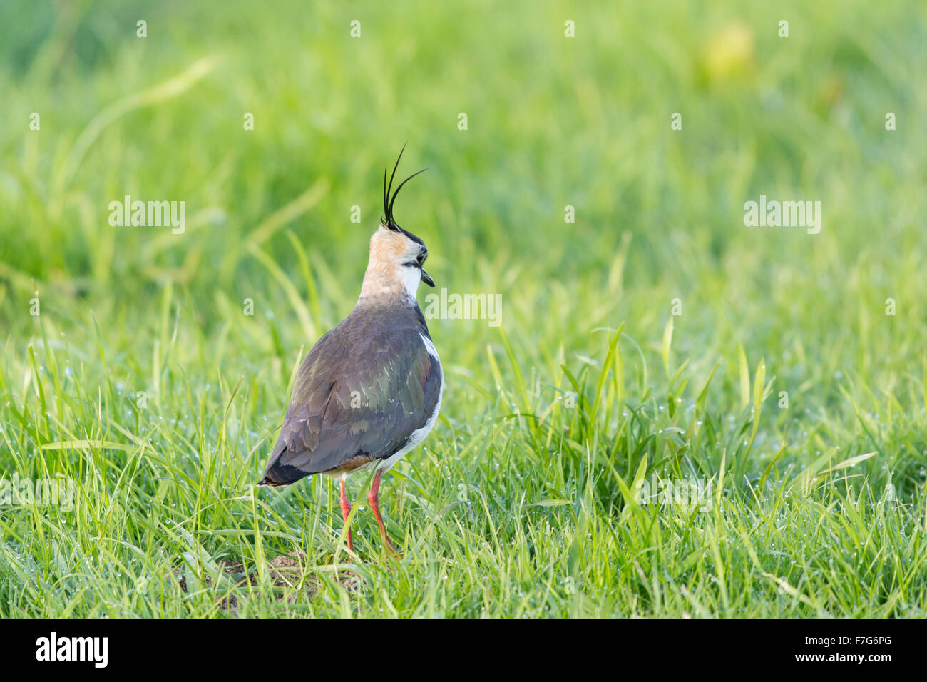 Lapwing in grass hi-res stock photography and images - Alamy