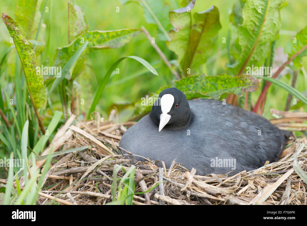 Coot with eggs in nest hi-res stock photography and images - Alamy
