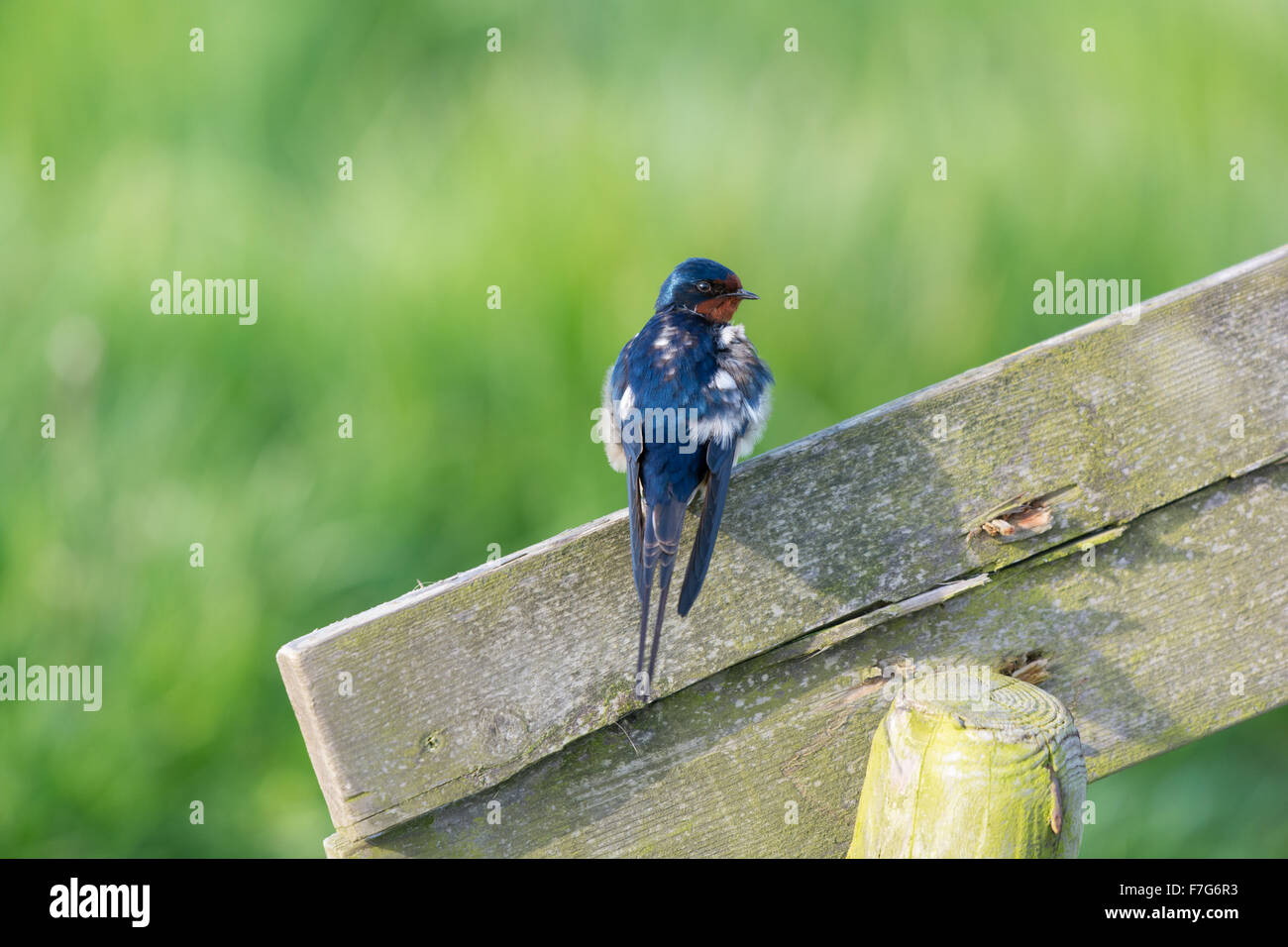 Common wood swallow hi-res stock photography and images - Alamy