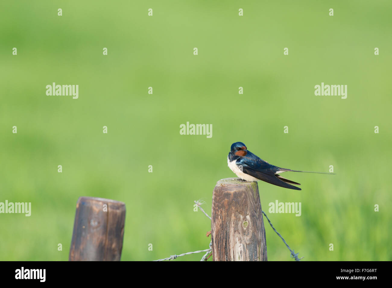 common house Martin on wooden fence Stock Photo - Alamy