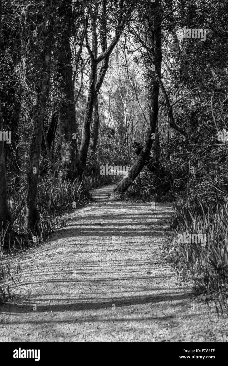 Forest path shadow Black and White Stock Photos & Images - Alamy