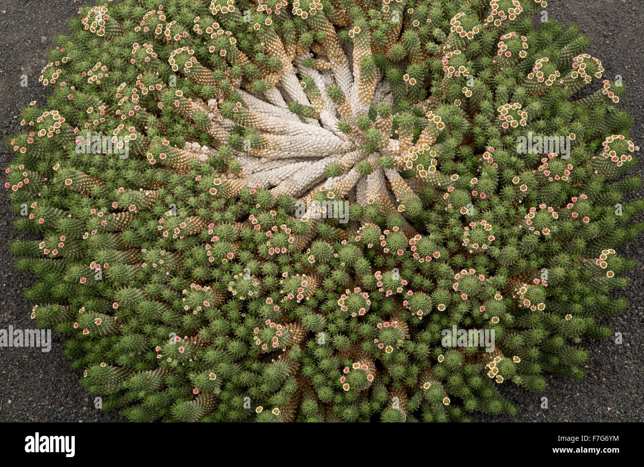 Medusa's Head, Euphorbia caput-medusae from South Africa Stock Photo ...