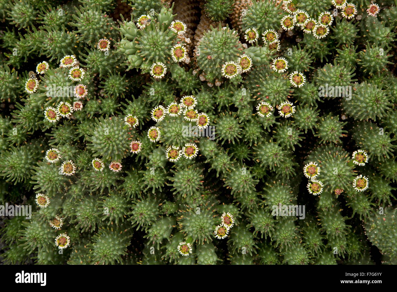 Medusa's Head, Euphorbia caput-medusae from South Africa Stock Photo ...