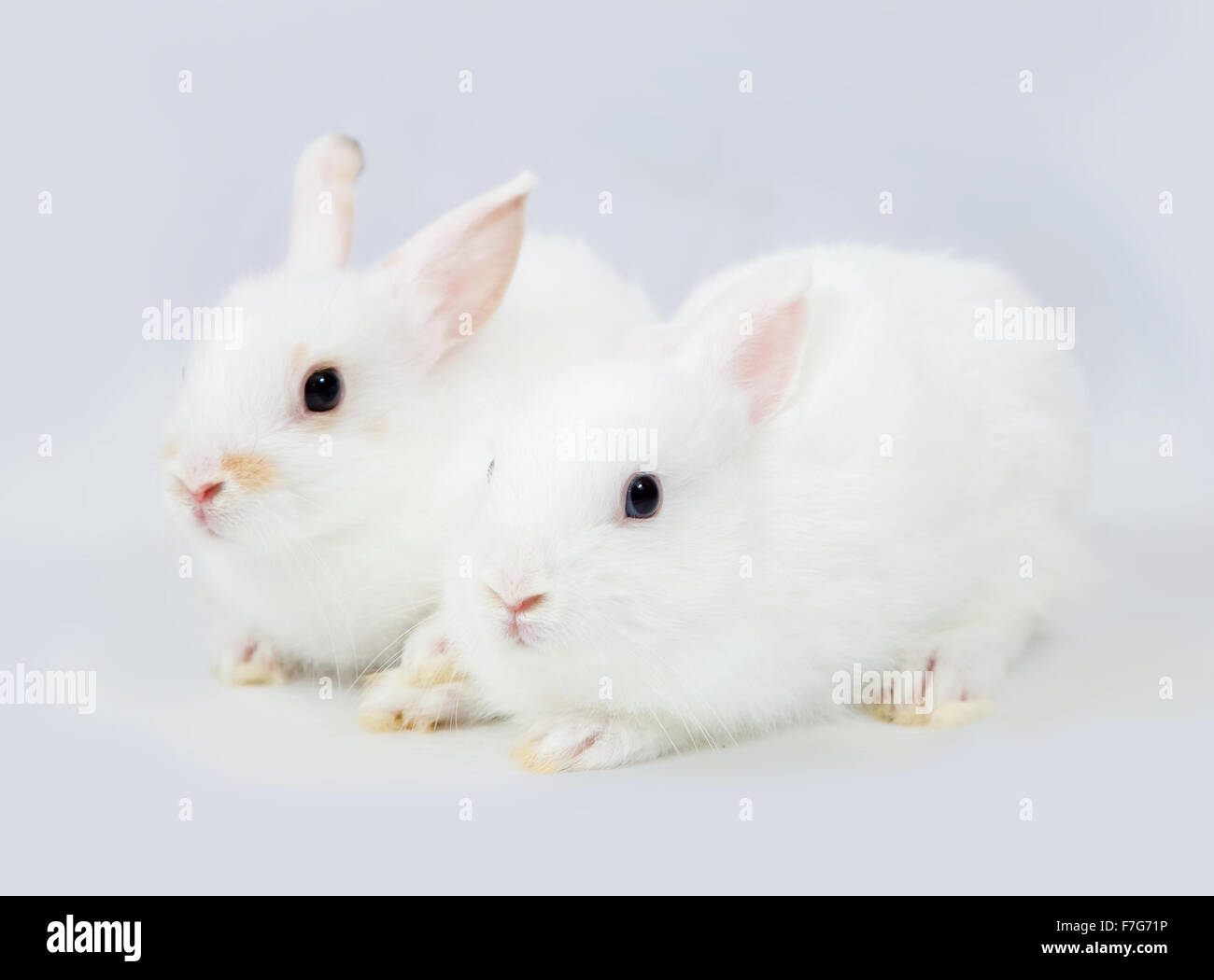Two little white rabbits on grey background Stock Photo - Alamy