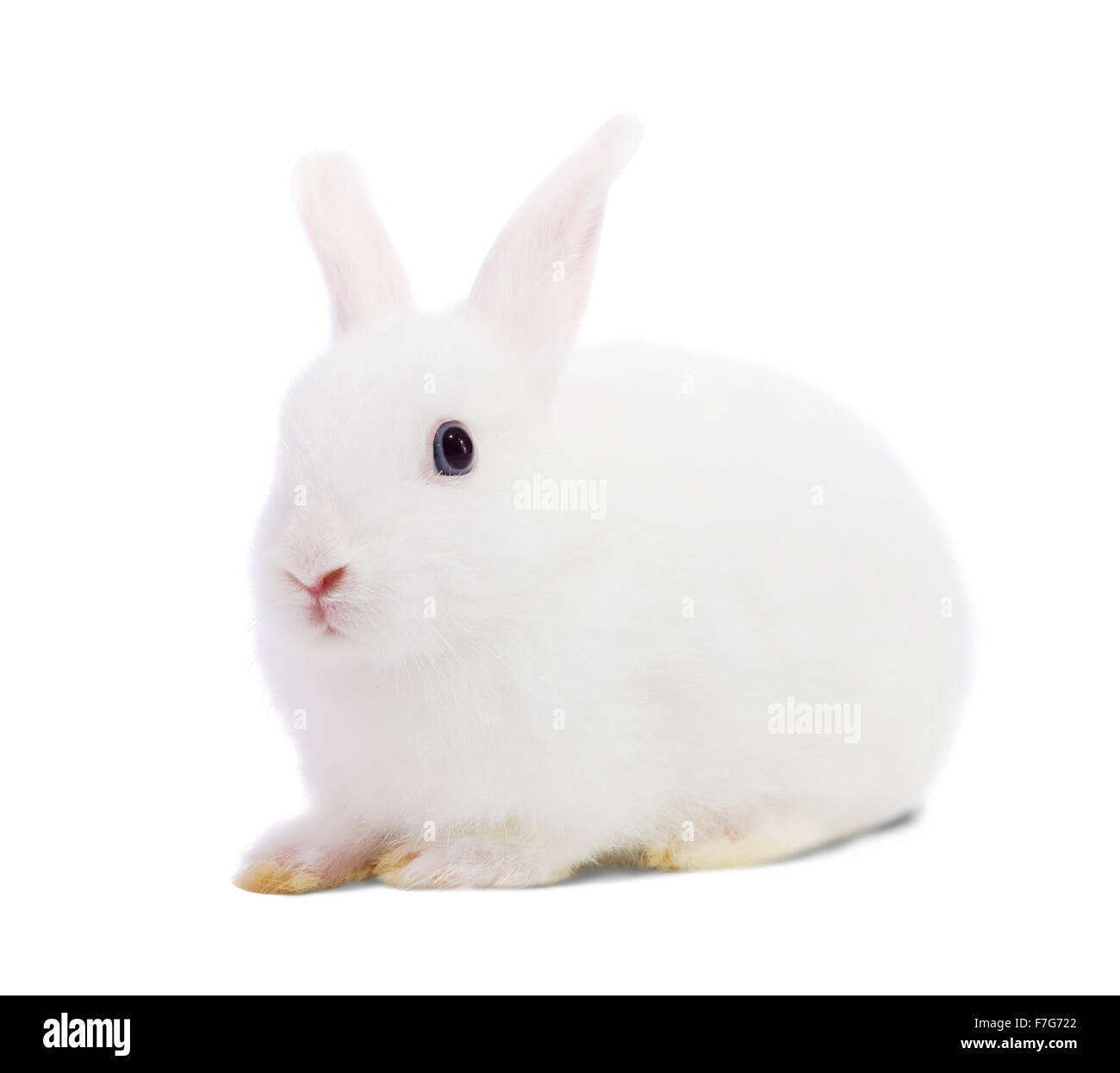 Little white rabbit. Isolated on white background Stock Photo - Alamy