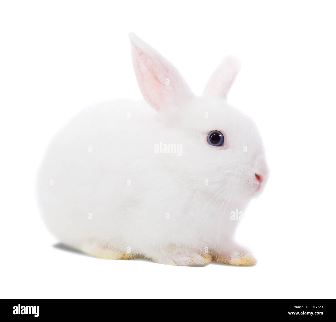 Little white rabbit. Isolated on white background Stock Photo - Alamy