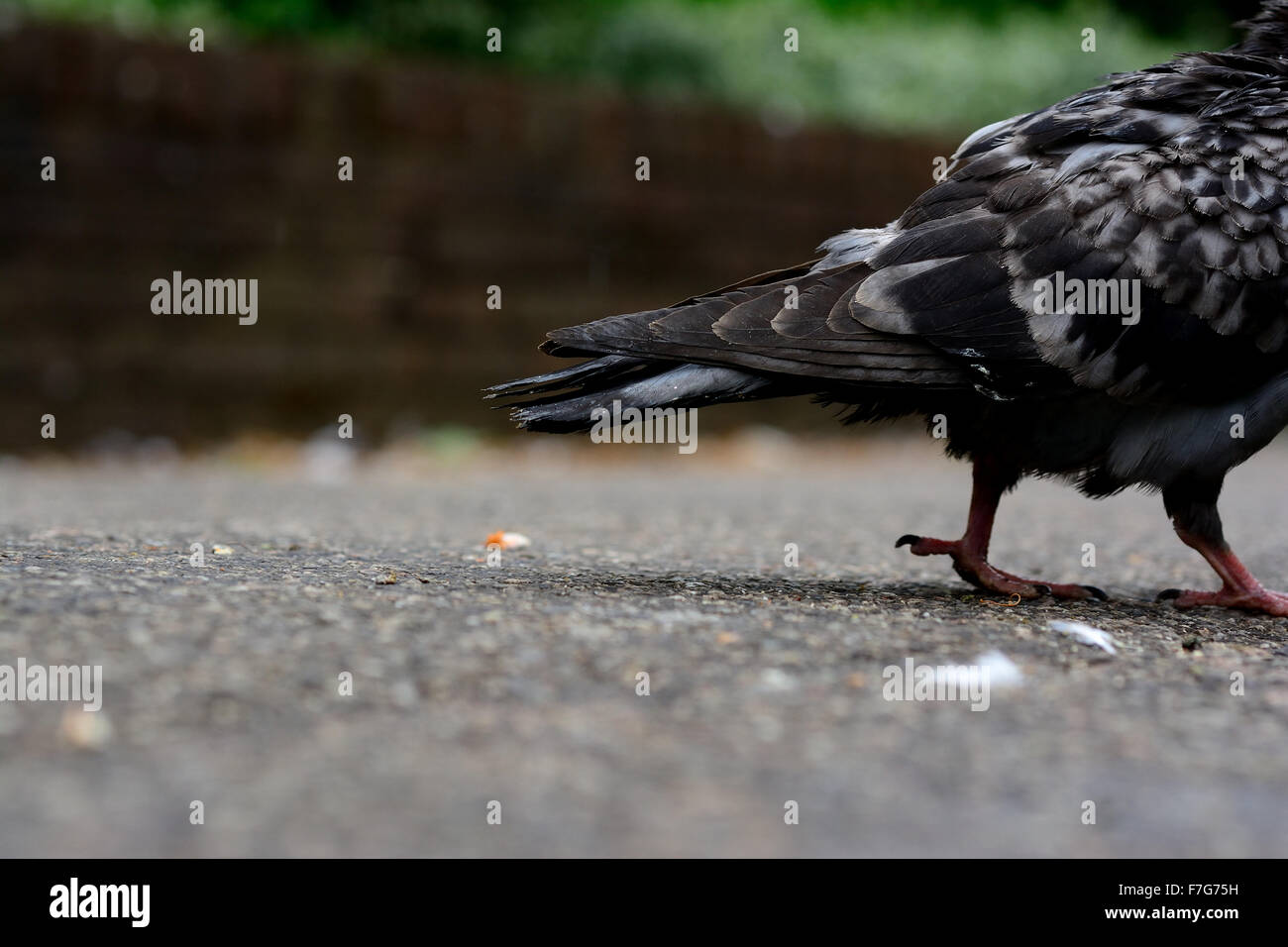 Pigeon steps hi-res stock photography and images - Alamy