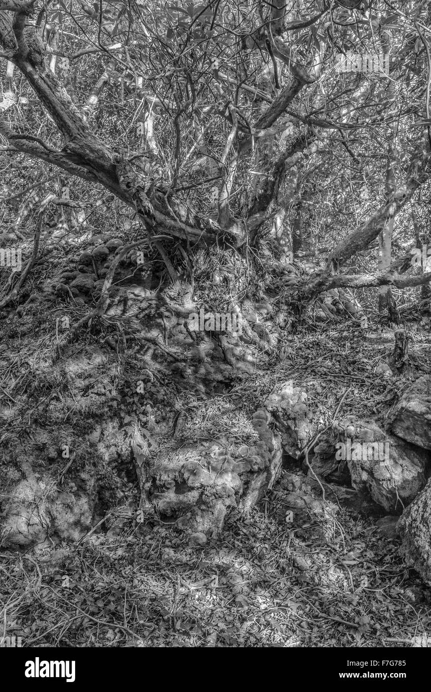 Tree of Chaos Stock Photo - Alamy