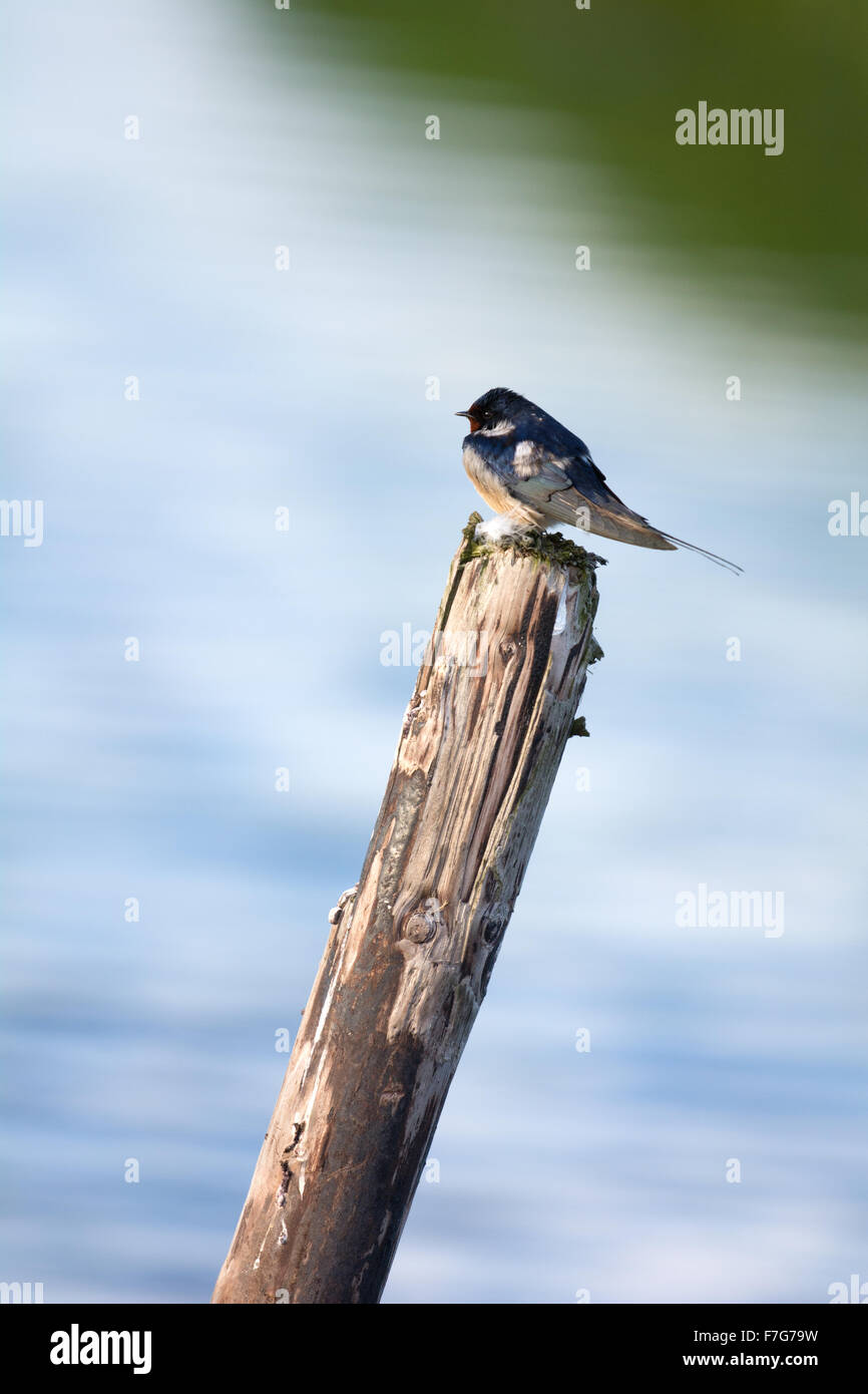 Common wood swallow hi-res stock photography and images - Alamy
