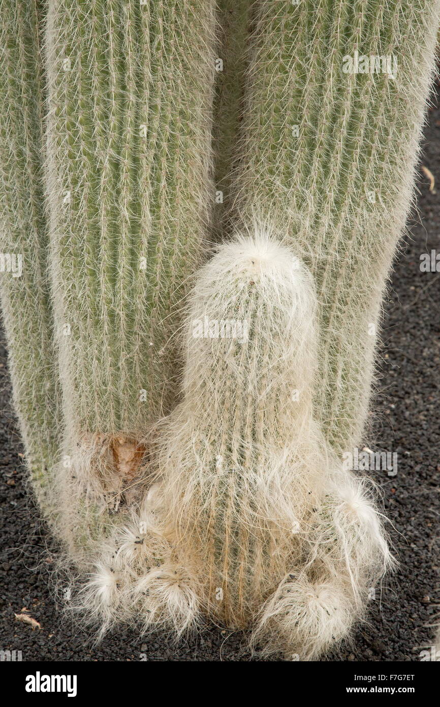Old man cactus, Cephalocereus senilis, from mexico Stock Photo - Alamy
