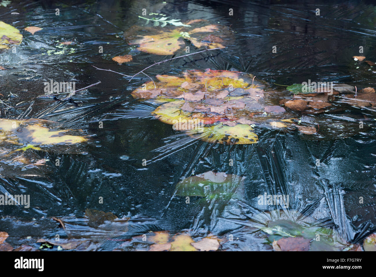 stress and crystal growth of thin ice sheet surface of lake with blue ...