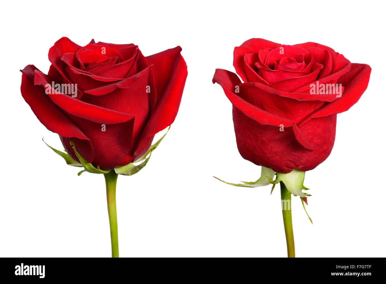 Two flowers of red rose close-up isolated on white background Stock ...
