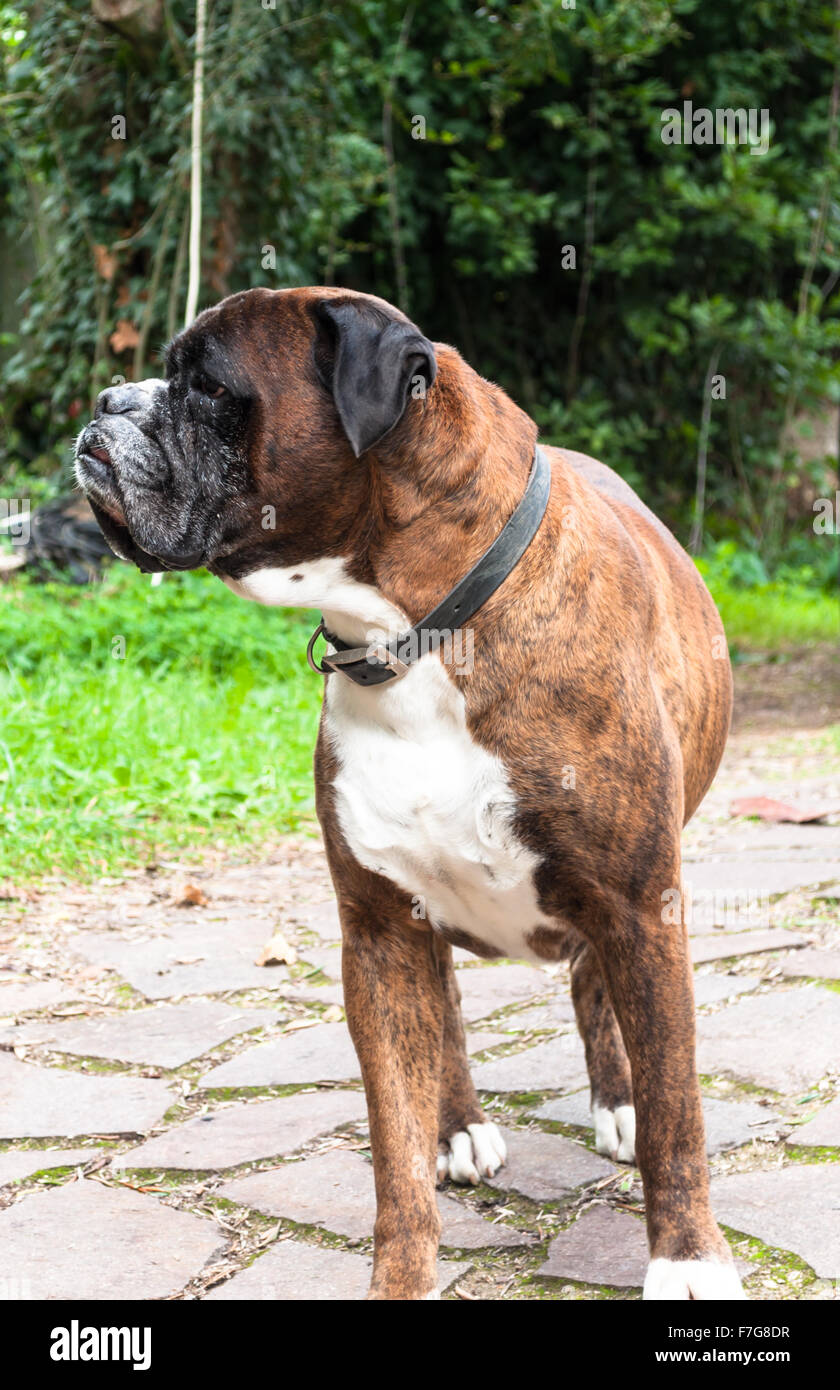 Portrait of nice german boxer dog outside Stock Photo - Alamy