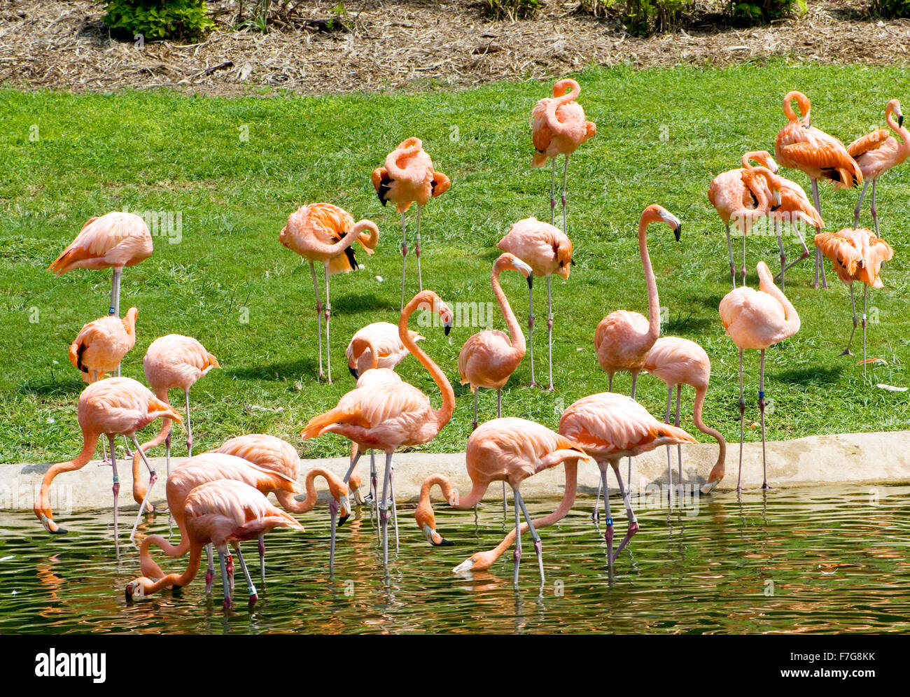 Pink lamingoes on the bright summer day Stock Photo - Alamy