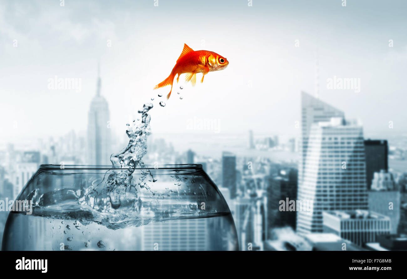 goldfish jumping out of the water Stock Photo - Alamy