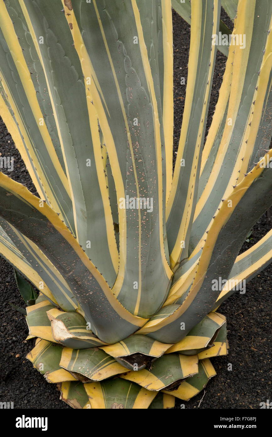 Agave americana variegata hi-res stock photography and images - Alamy