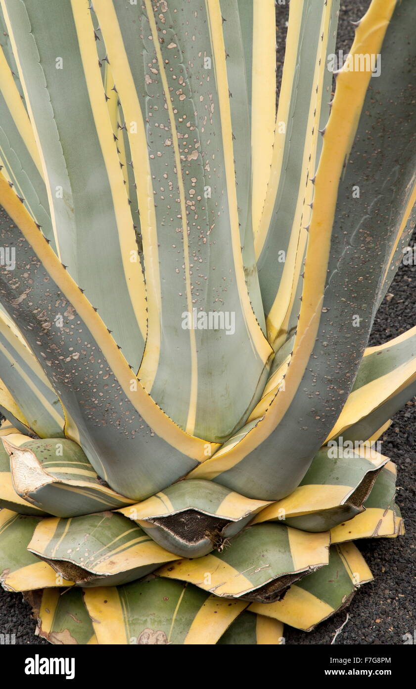 A variegated agave, Agave americana forma 'marginata aurea', in ...