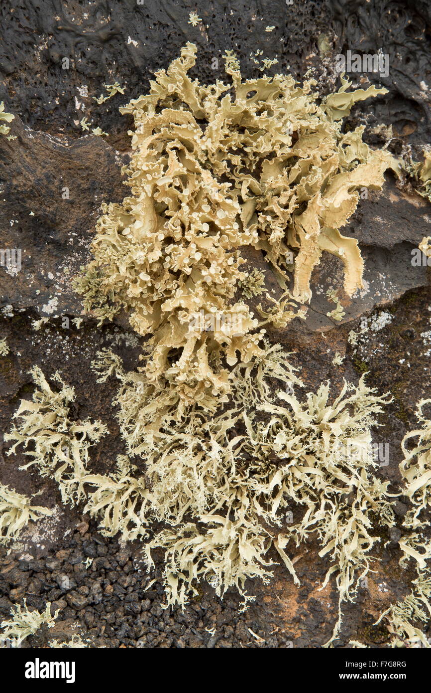 Ramalina spp lava hi-res stock photography and images - Alamy